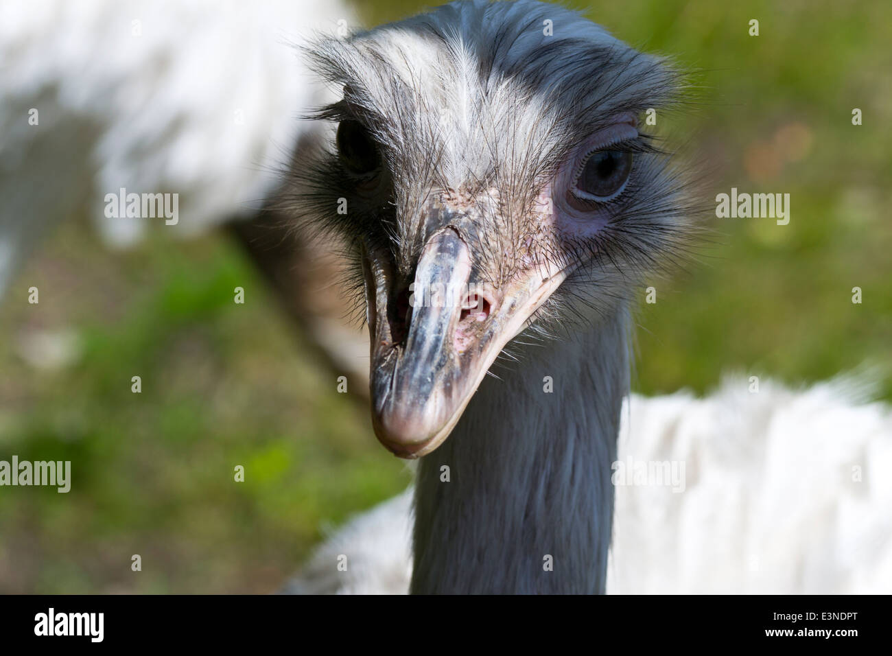 Nandu hi-res stock photography and images - Alamy