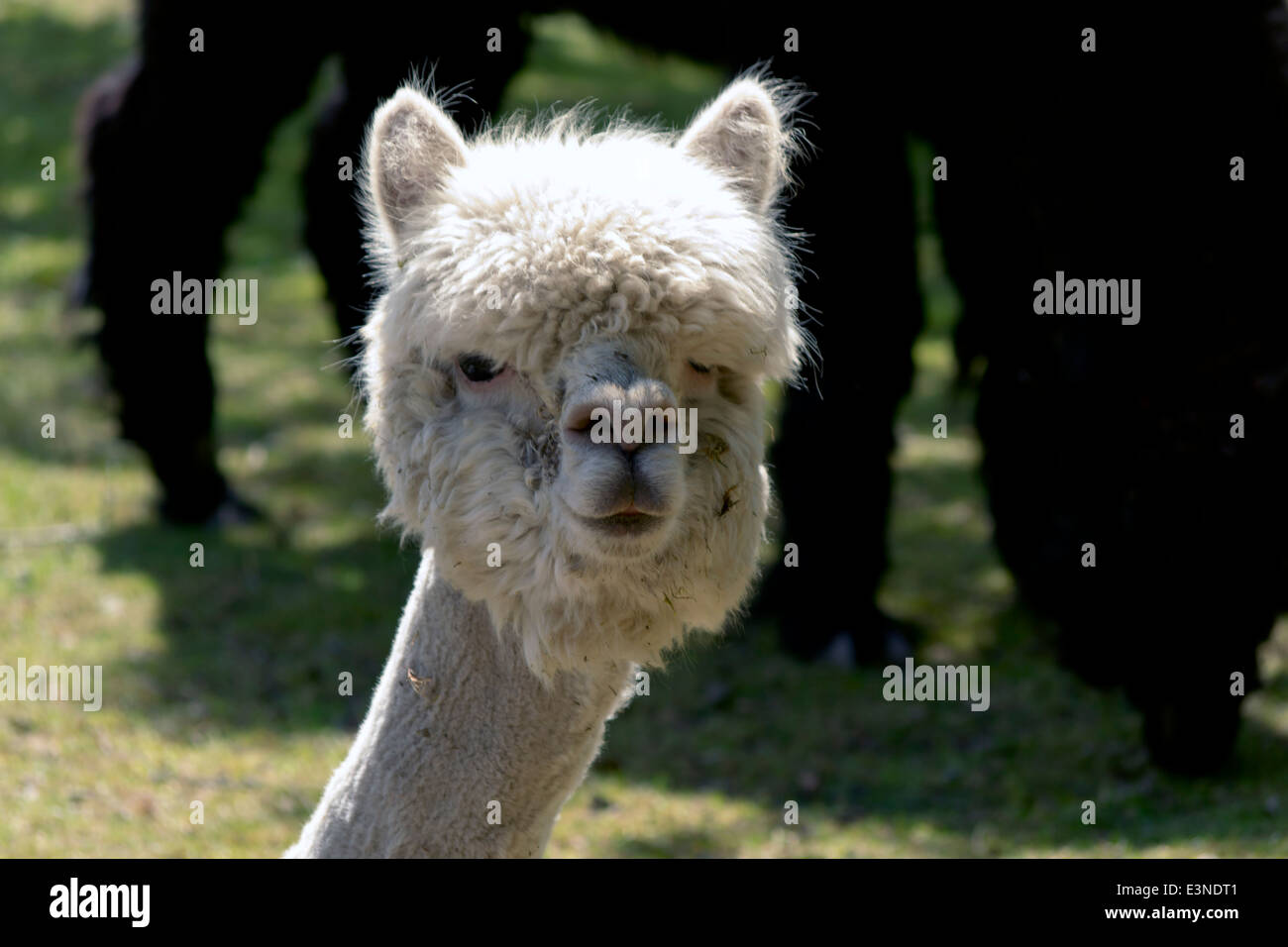 Fluffy lama hi-res stock photography and images - Alamy