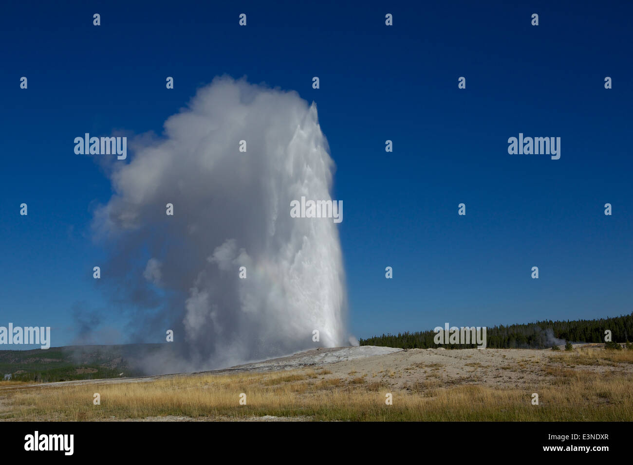 Old Faithful Geyser during eruption which occurs regularly through the ...