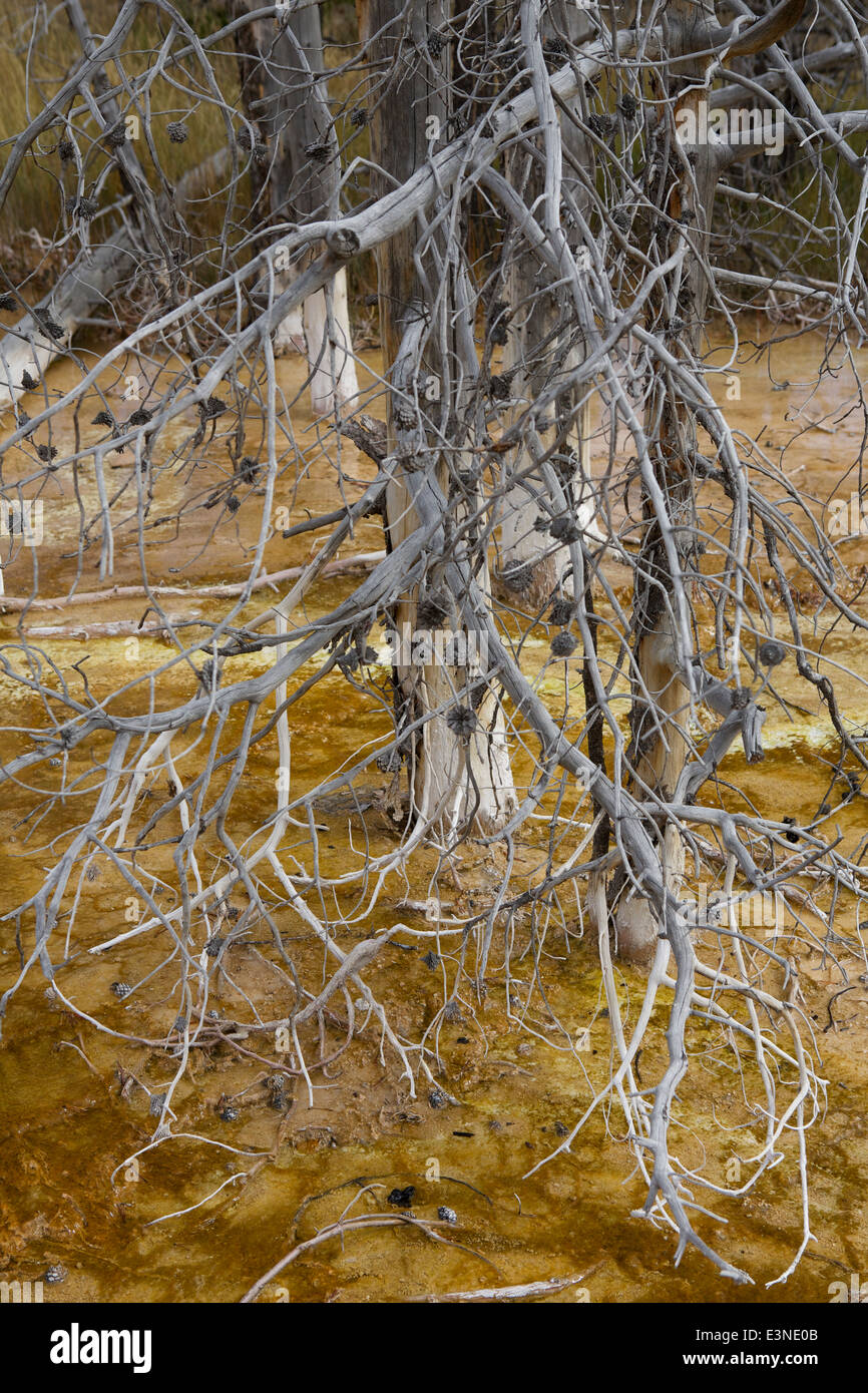 Trees killed by the large quantities of silica produced by the hot ...