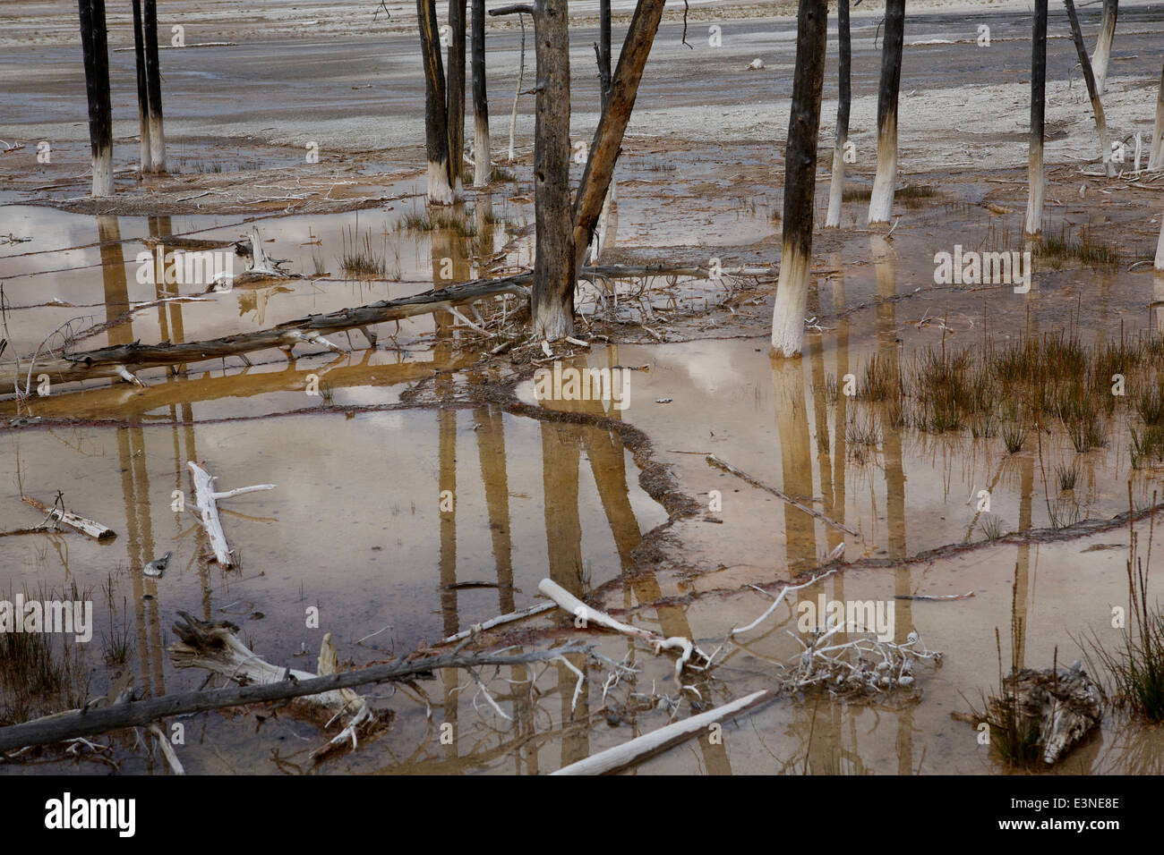 Trees killed by the large quantities of silica produced by the Silex ...