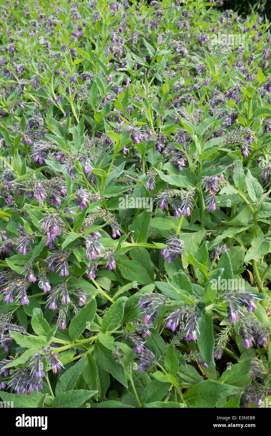 Comfrey in the countryside hi-res stock photography and images - Alamy