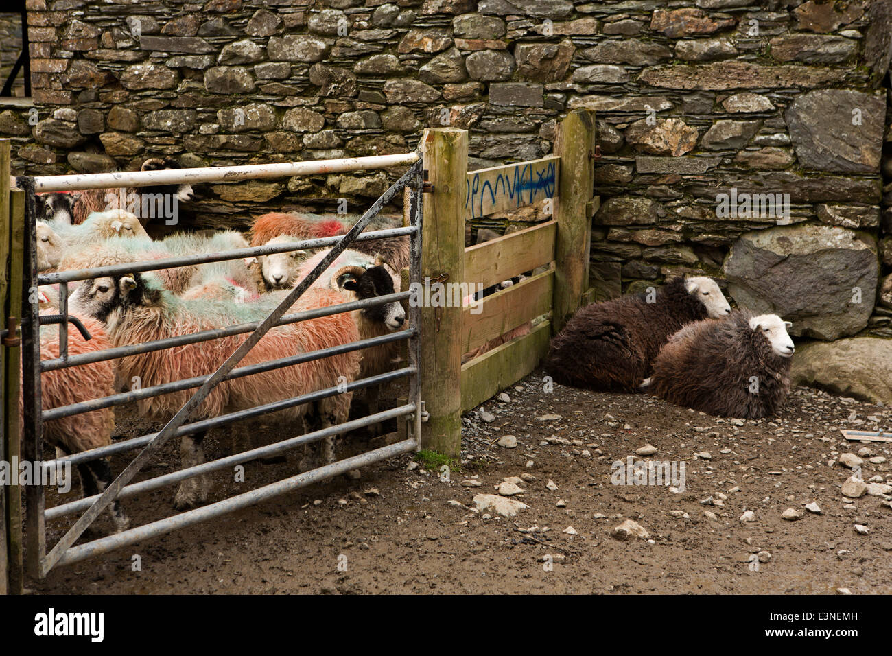 UK, Cumbria, Lake District, Buttermere, Gatesgarth Farm, Herdwick sheep ...