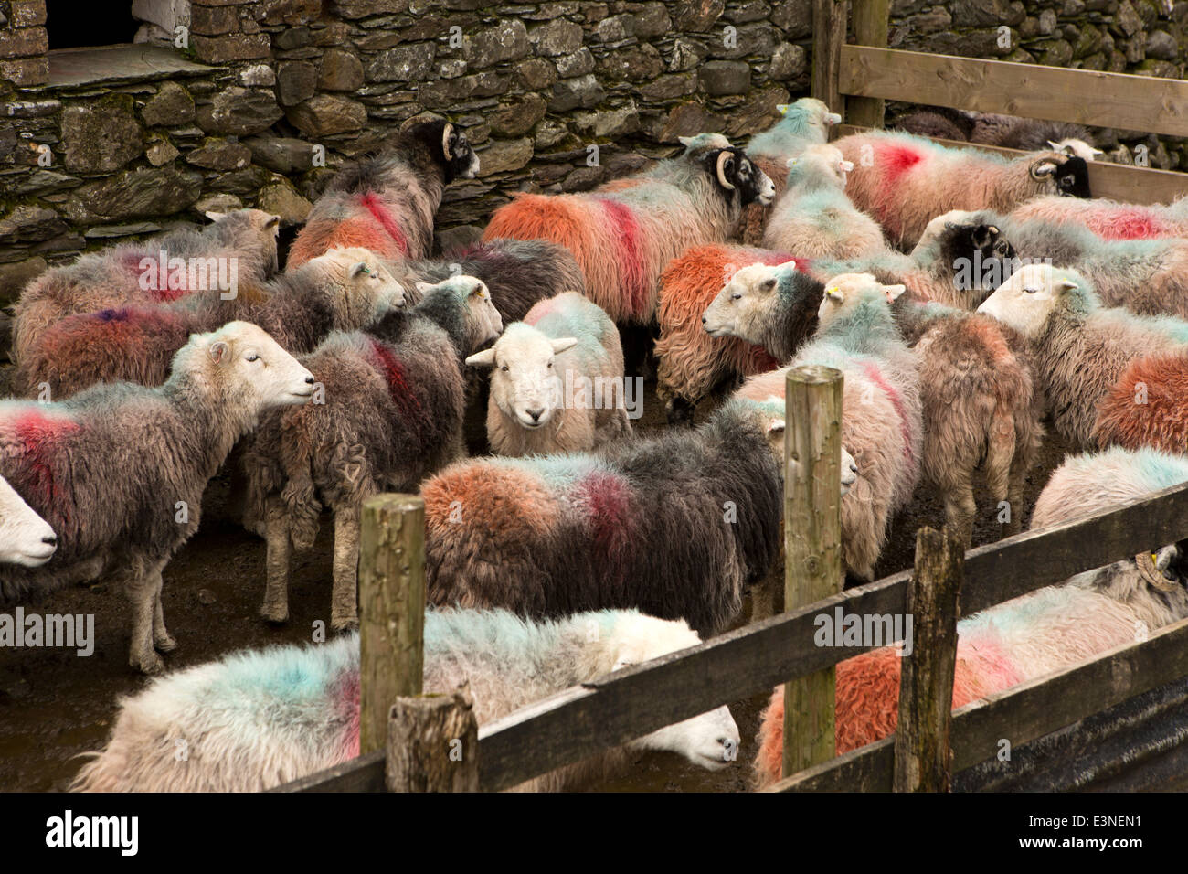 UK, Cumbria, Lake District, Buttermere, Gatesgarth Farm, Herdwick sheep ...