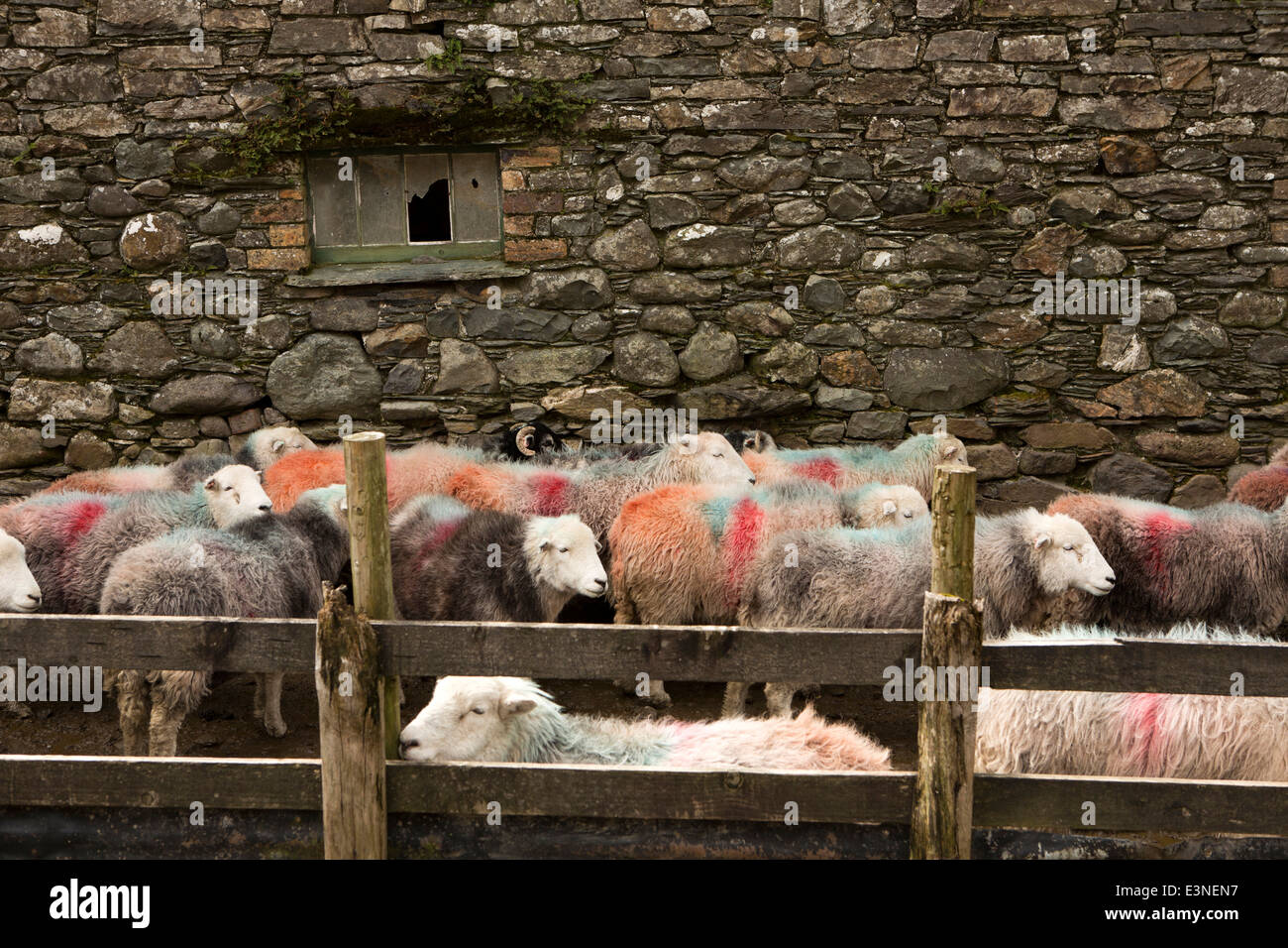 UK, Cumbria, Lake District, Buttermere, Gatesgarth Farm, Herdwick sheep ...