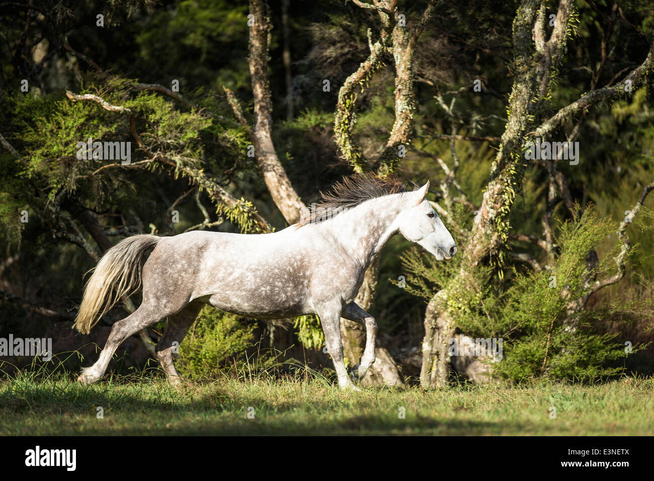 Kaimanawa Horse Gray mare galloping pasture New Zealand Stock Photo - Alamy