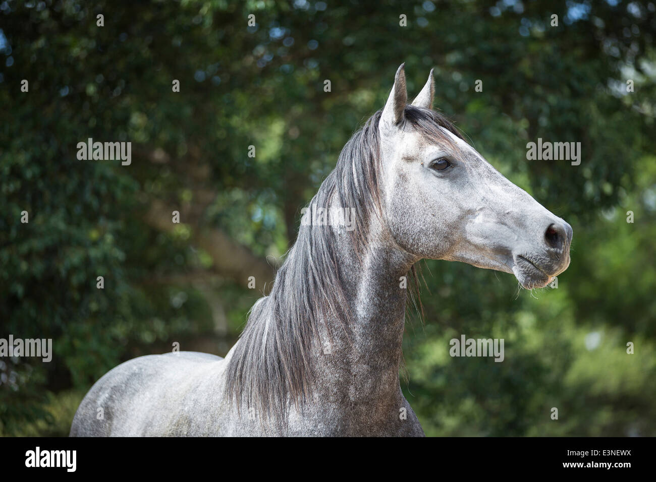 Nooitgedacht Pony Portrait gray stallion South Africa Stock Photo - Alamy