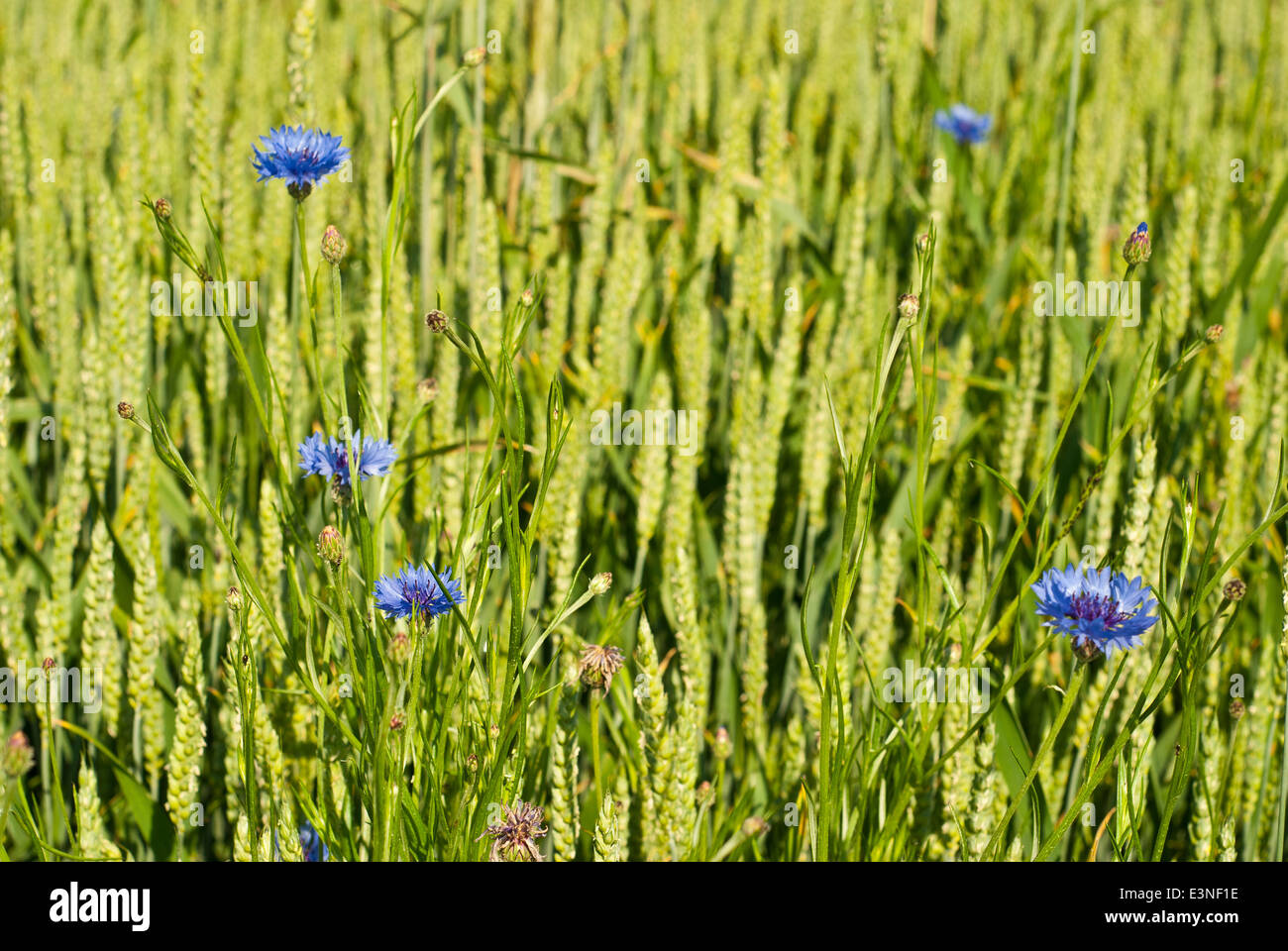 Wheat flower hi-res stock photography and images - Alamy
