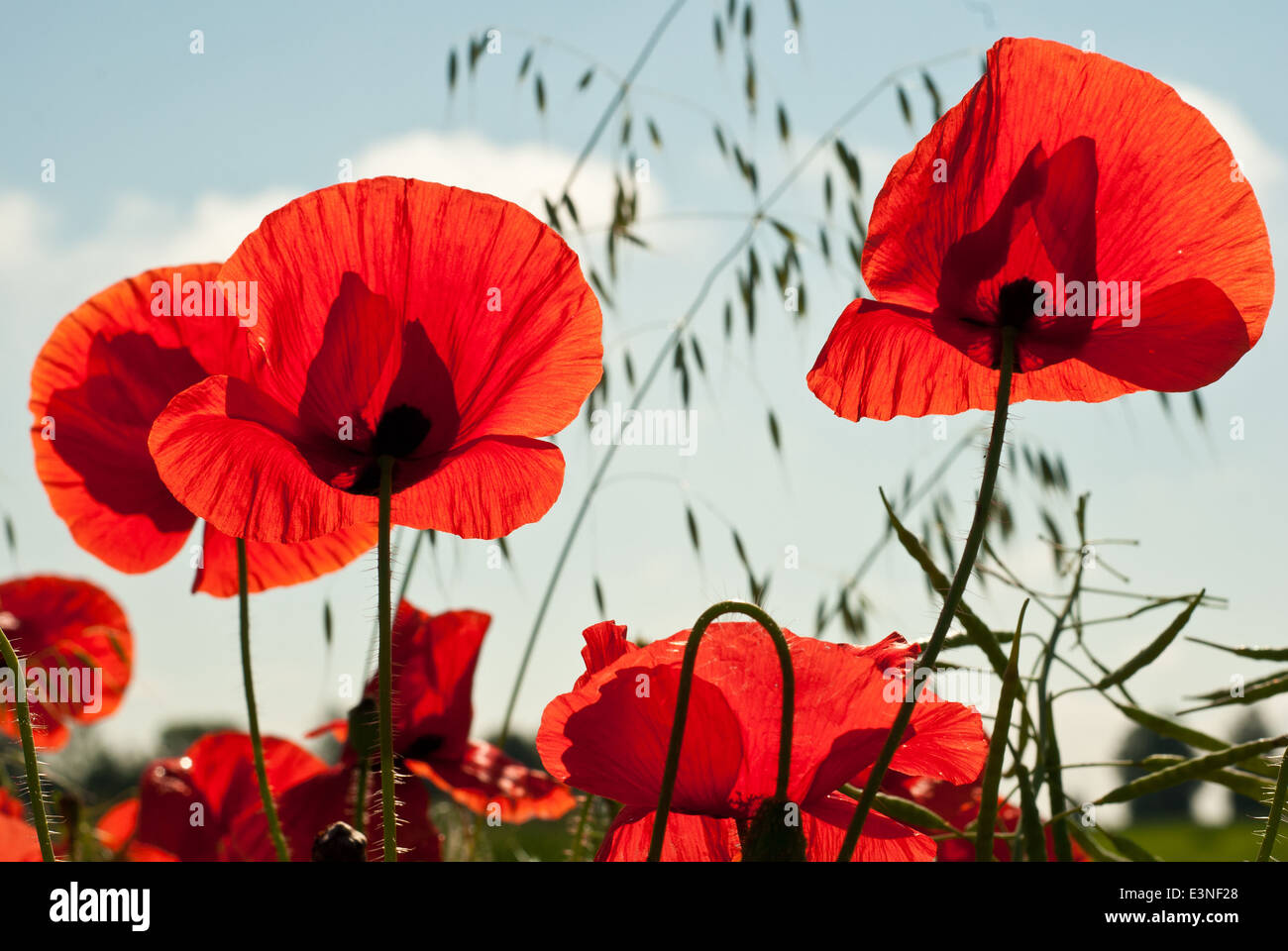 Poppies on summer meadow hi-res stock photography and images - Alamy