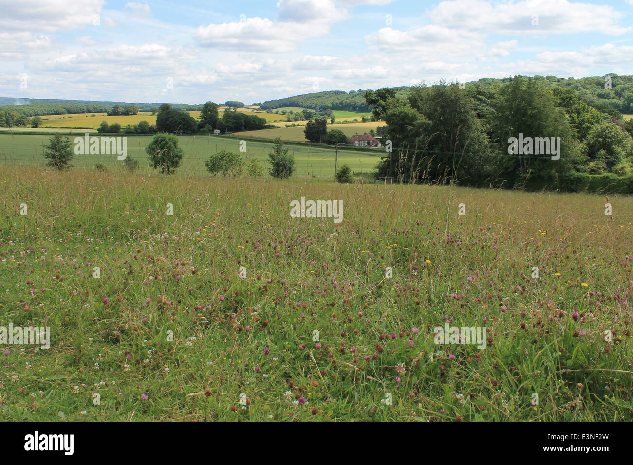 English summer meadow with views beyond to Park Farm and Broadhalfpenny ...