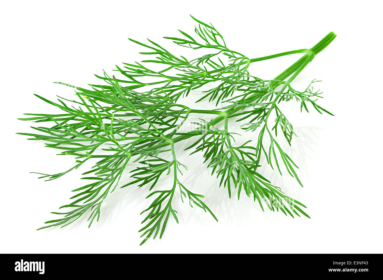 dill herb leaf isolated Stock Photo - Alamy