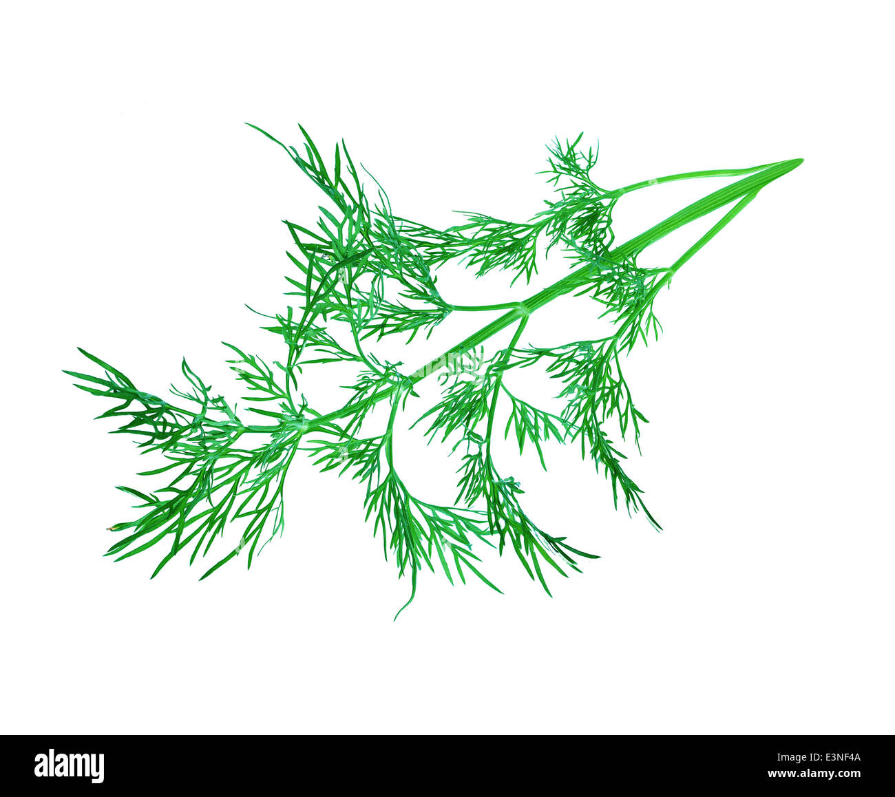 dill herb leaf isolated Stock Photo - Alamy