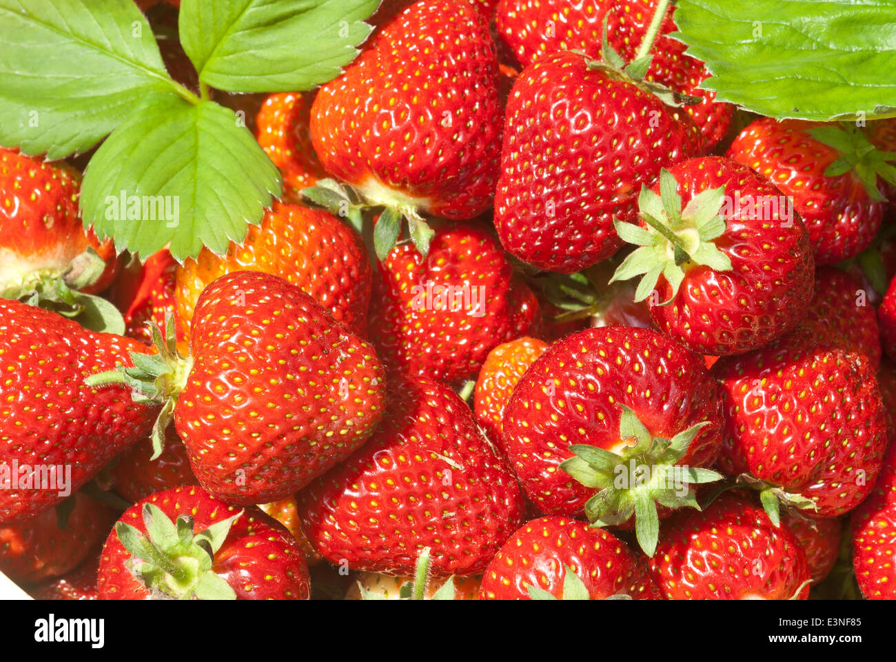 Closeup of fresh organic strawberries with leaves Stock Photo - Alamy