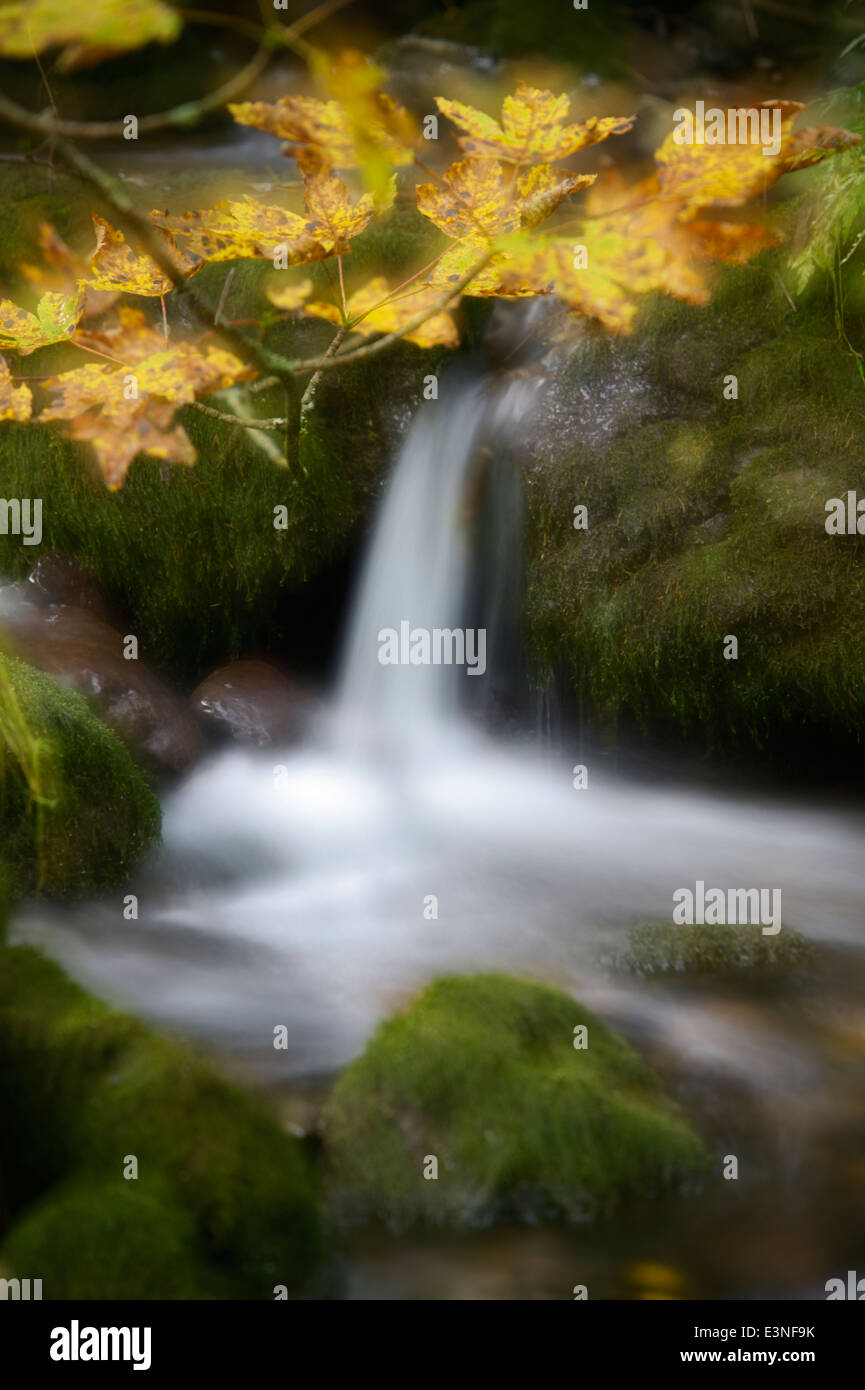 Waterfall branches with autumn leaves over the water, with slow ...