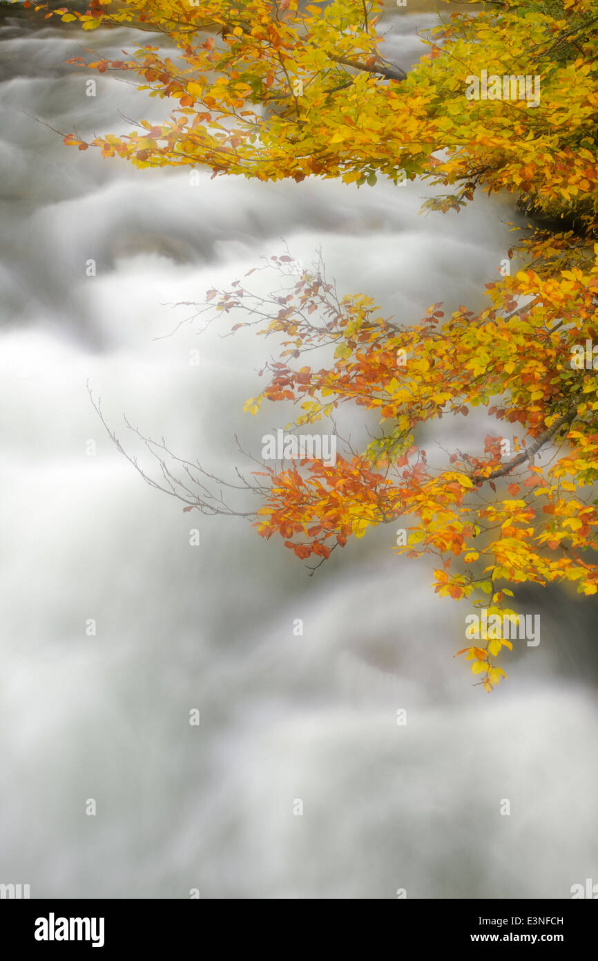 Waterfall branches with autumn leaves over the water, with slow ...