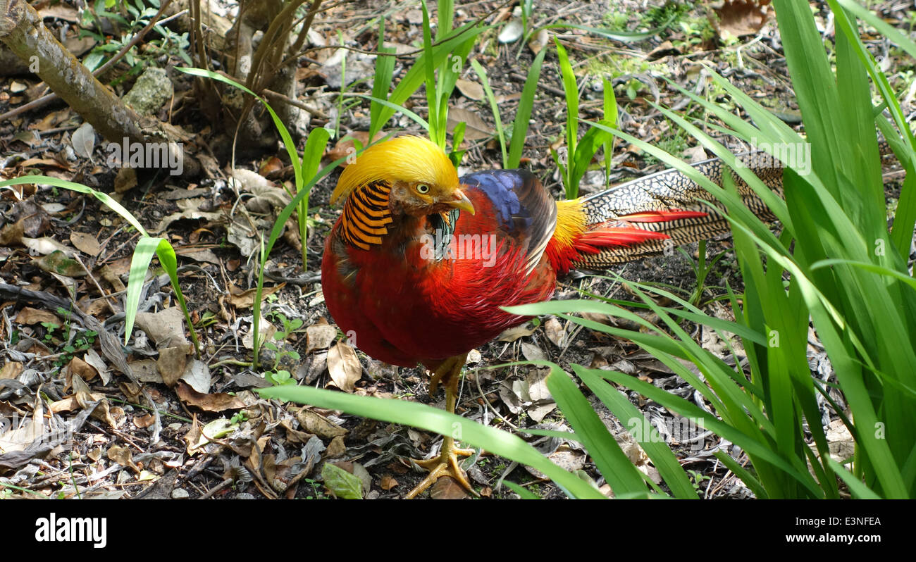 Golden Pheasant in Tresco Tropical Gardens, Isles of Scilly Stock Photo ...