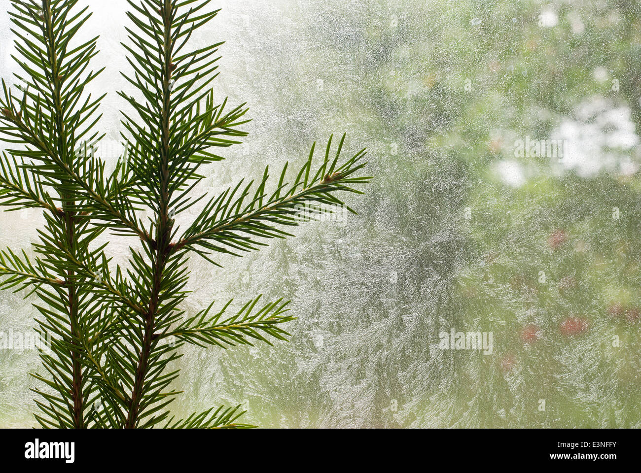 Spruce branch and view through the frozen window - shallow depth of ...