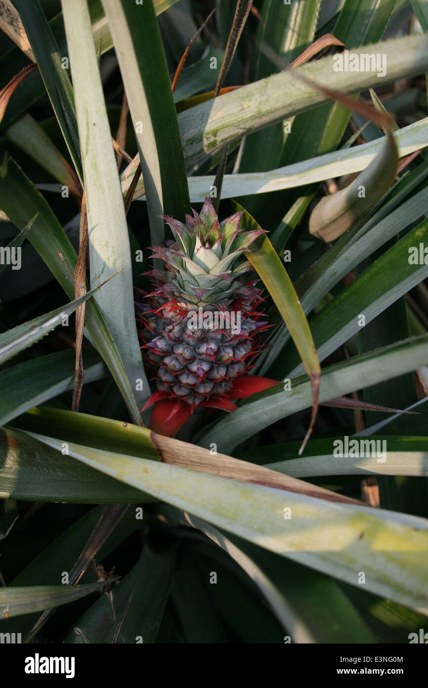 Ananasplantage hi-res stock photography and images - Alamy