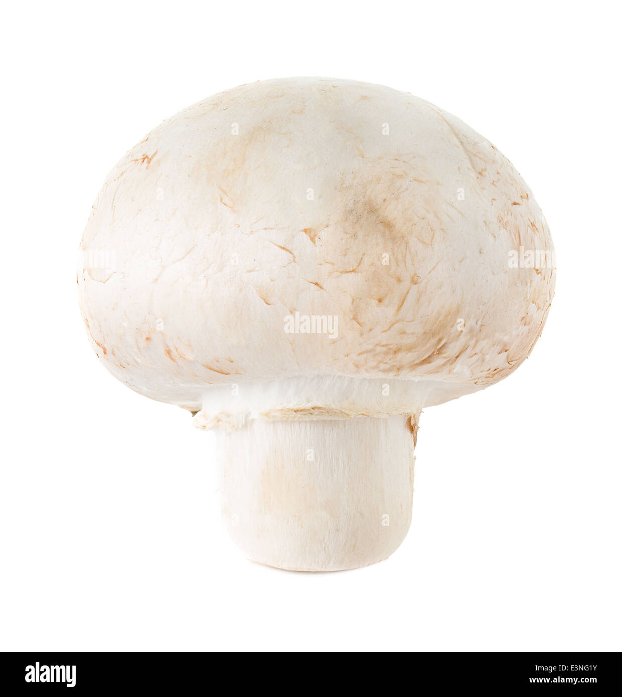 mushrooms champignons close-up isolated on white background Stock Photo ...