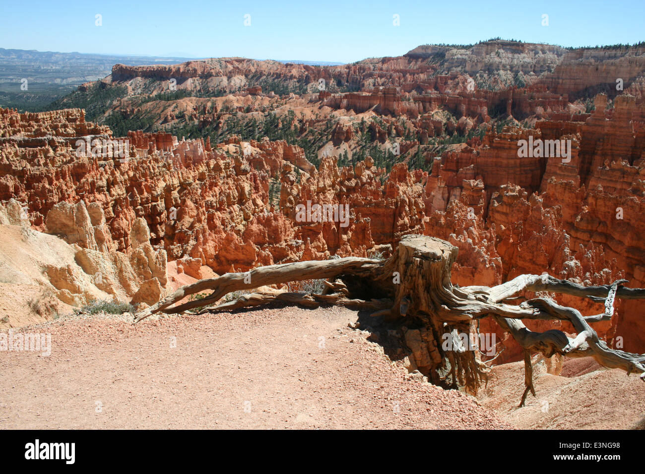 Baum tree hi-res stock photography and images - Alamy