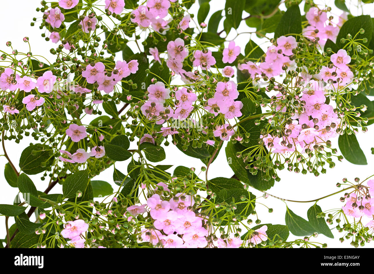 branch with flowers, background Stock Photo - Alamy