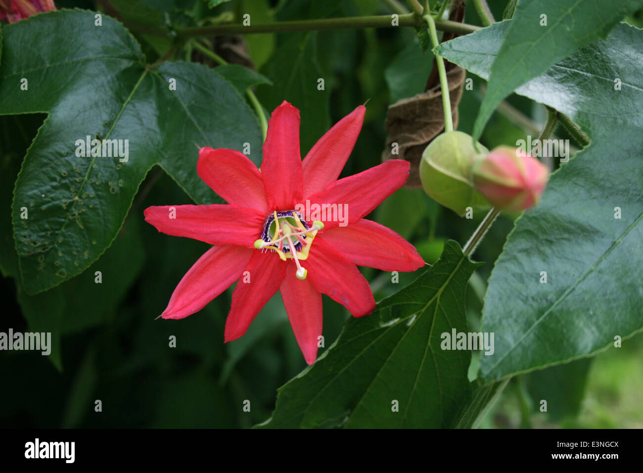 Rote Blüte Asien Stock Photo - Alamy