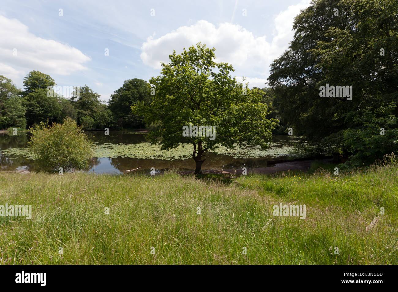 View of Keston Ponds Nature Reserve, Keston Common, Bromley, Kent Stock ...