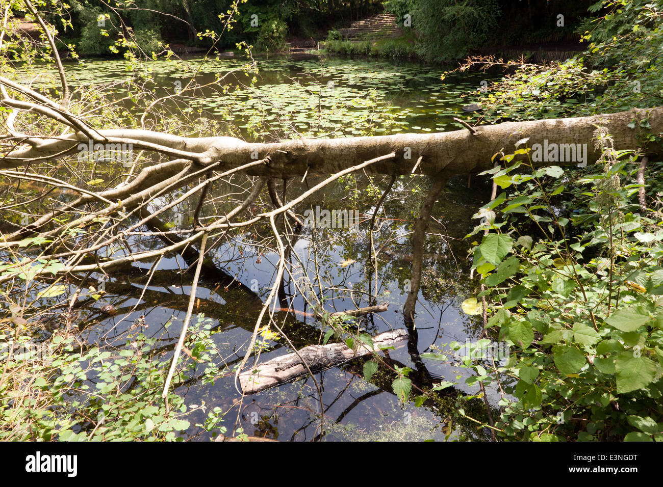 A fallen tree at Keston Ponds, Bromley, Kent Stock Photo - Alamy