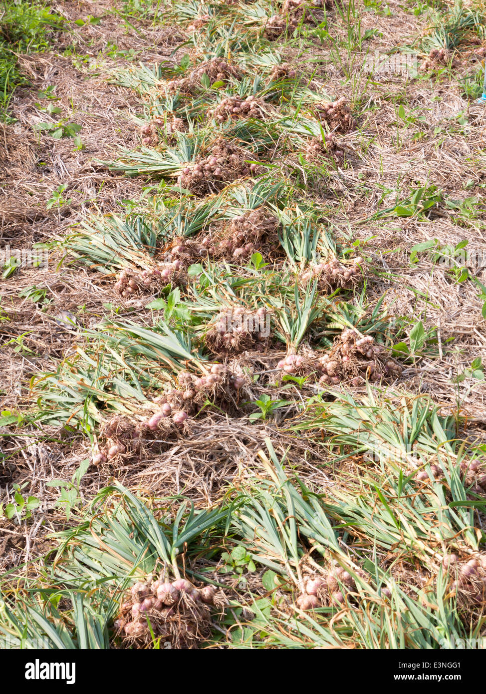 Garlic harvester garlic farmers fields vegetable cooking Stock Photo ...