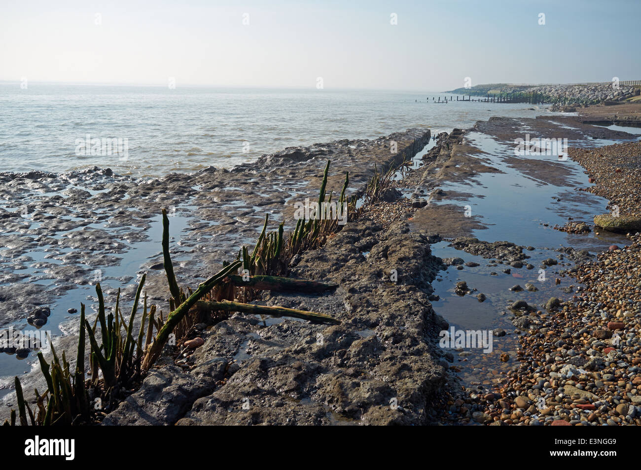 Ancient fish traps, from late Saxon early Tudor period, East Lane ...