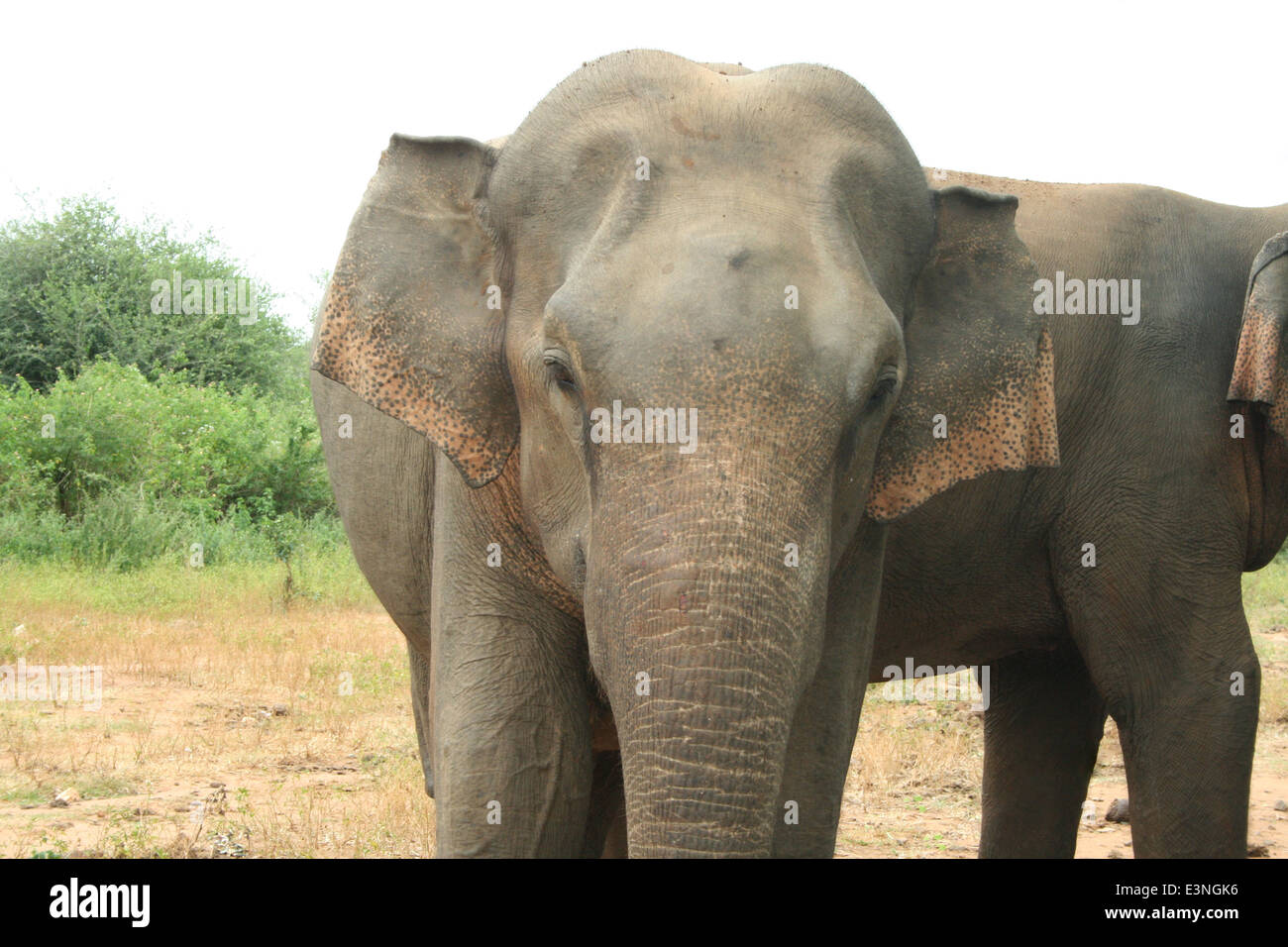 Afrikanischer elefant hi-res stock photography and images - Alamy