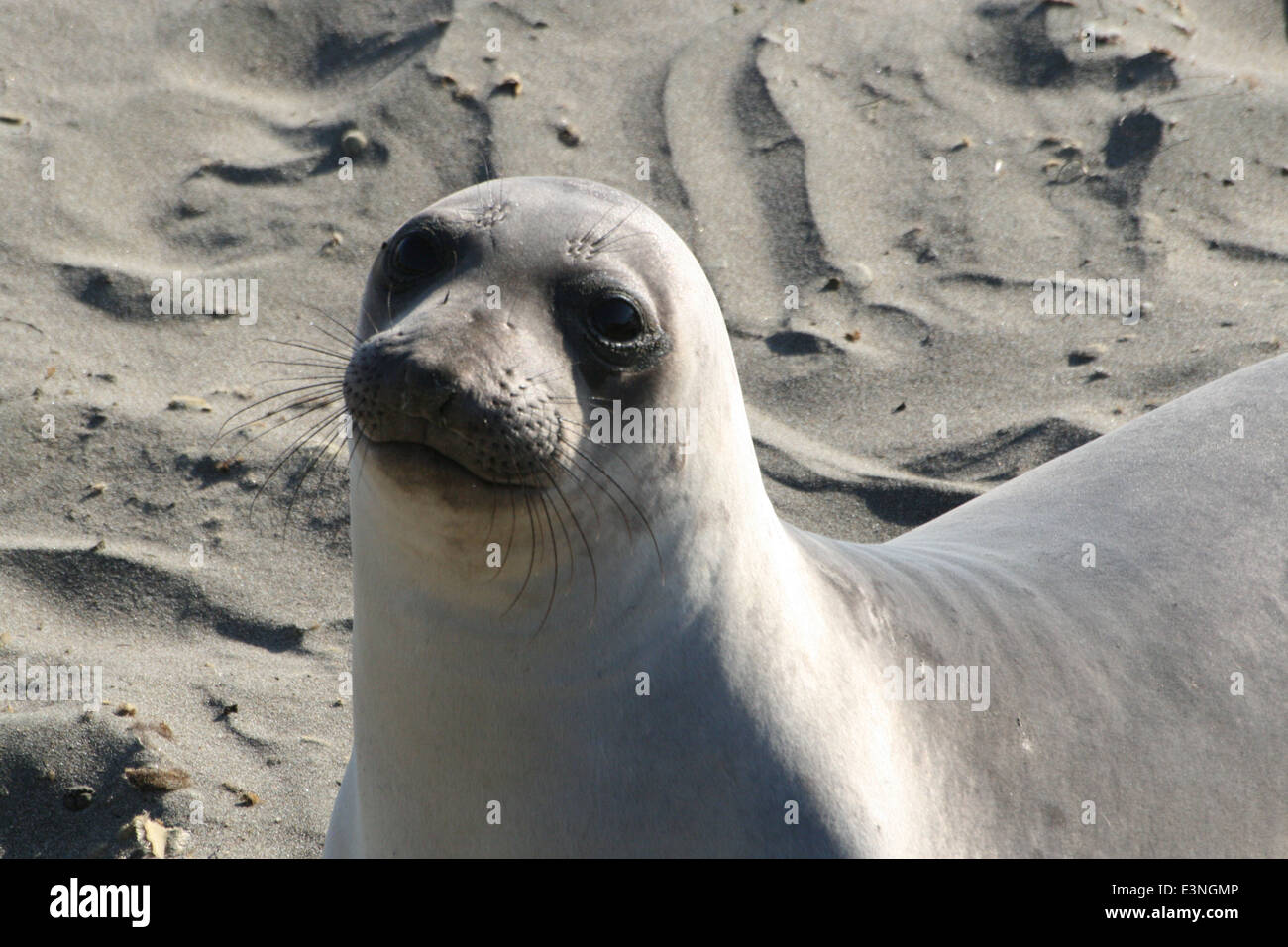 Elefant hi-res stock photography and images - Alamy
