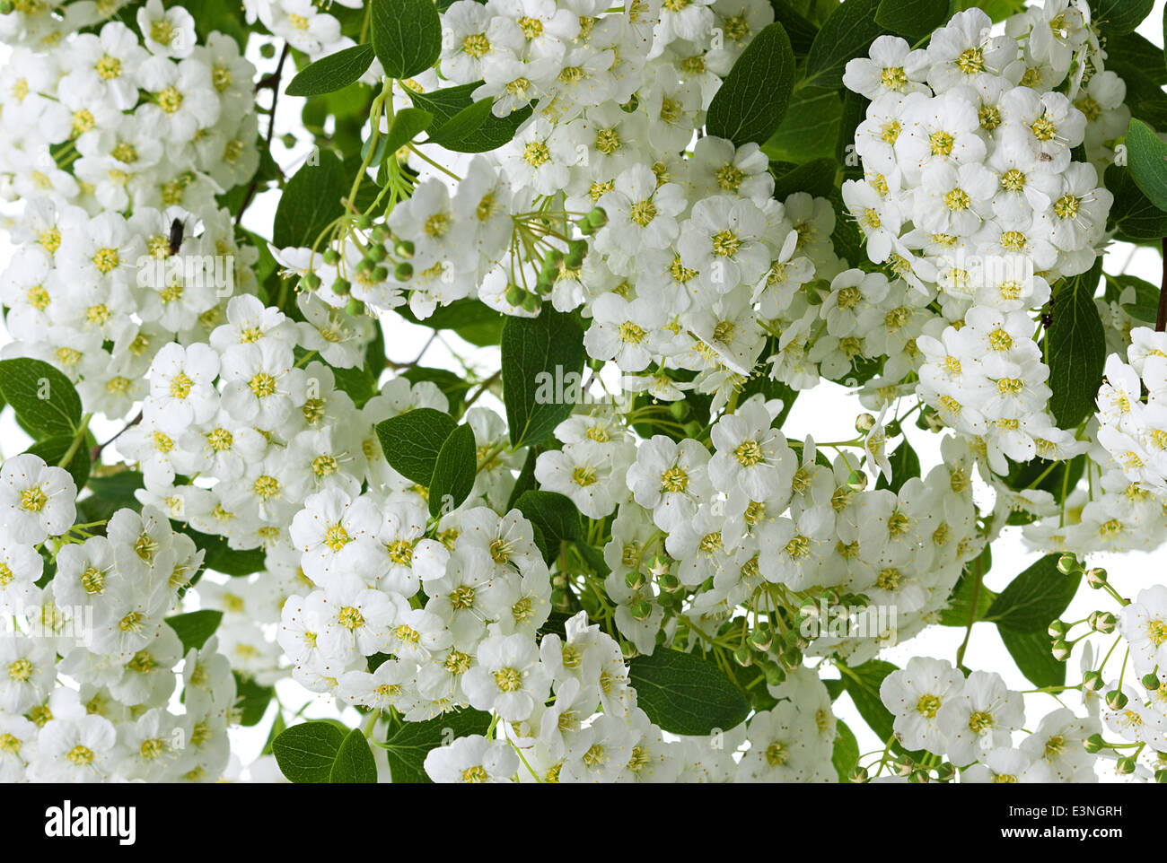 branch with flowers Stock Photo - Alamy