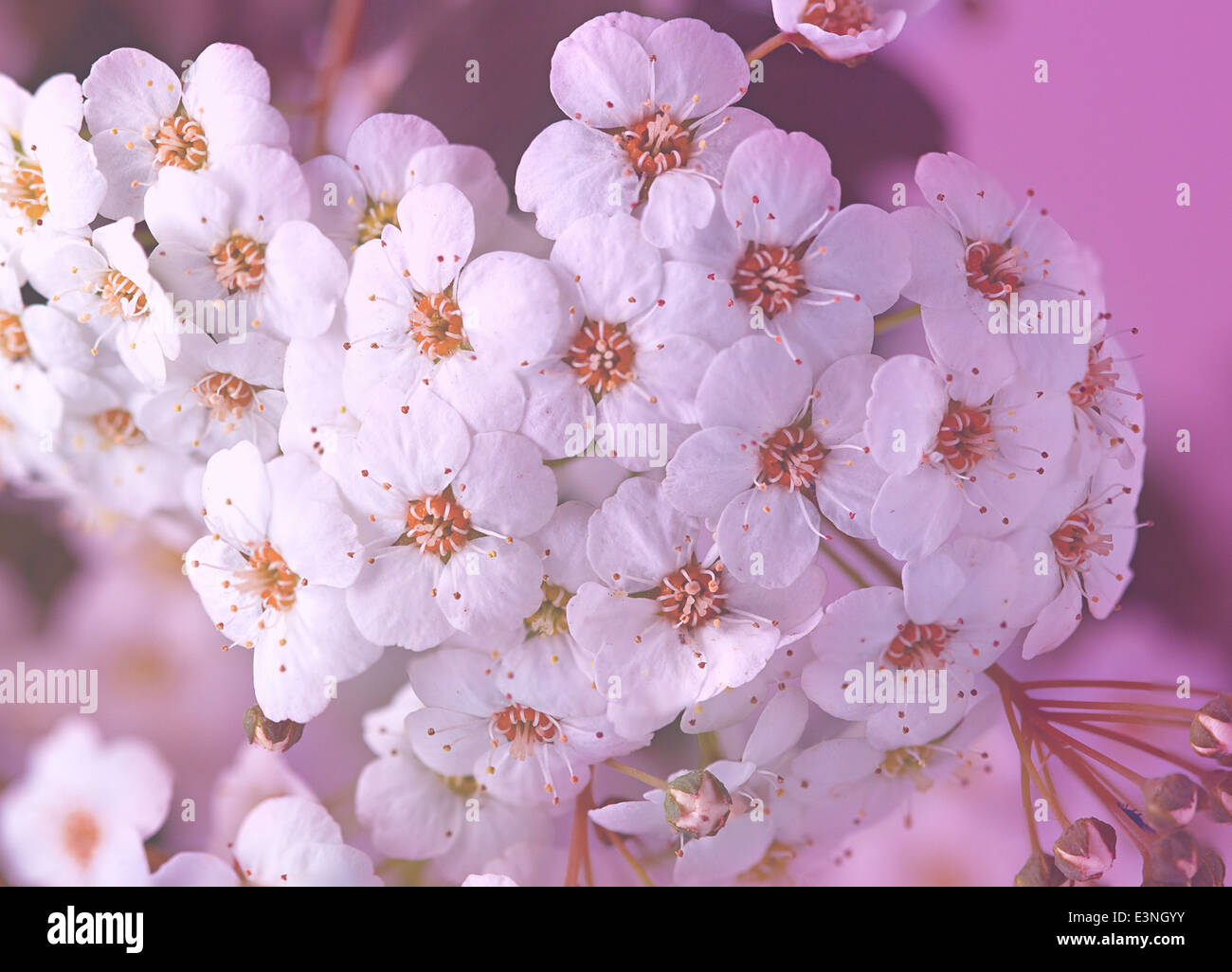 branch with flowers Stock Photo - Alamy