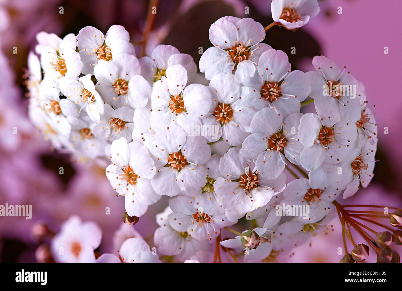 branch with flowers Stock Photo - Alamy