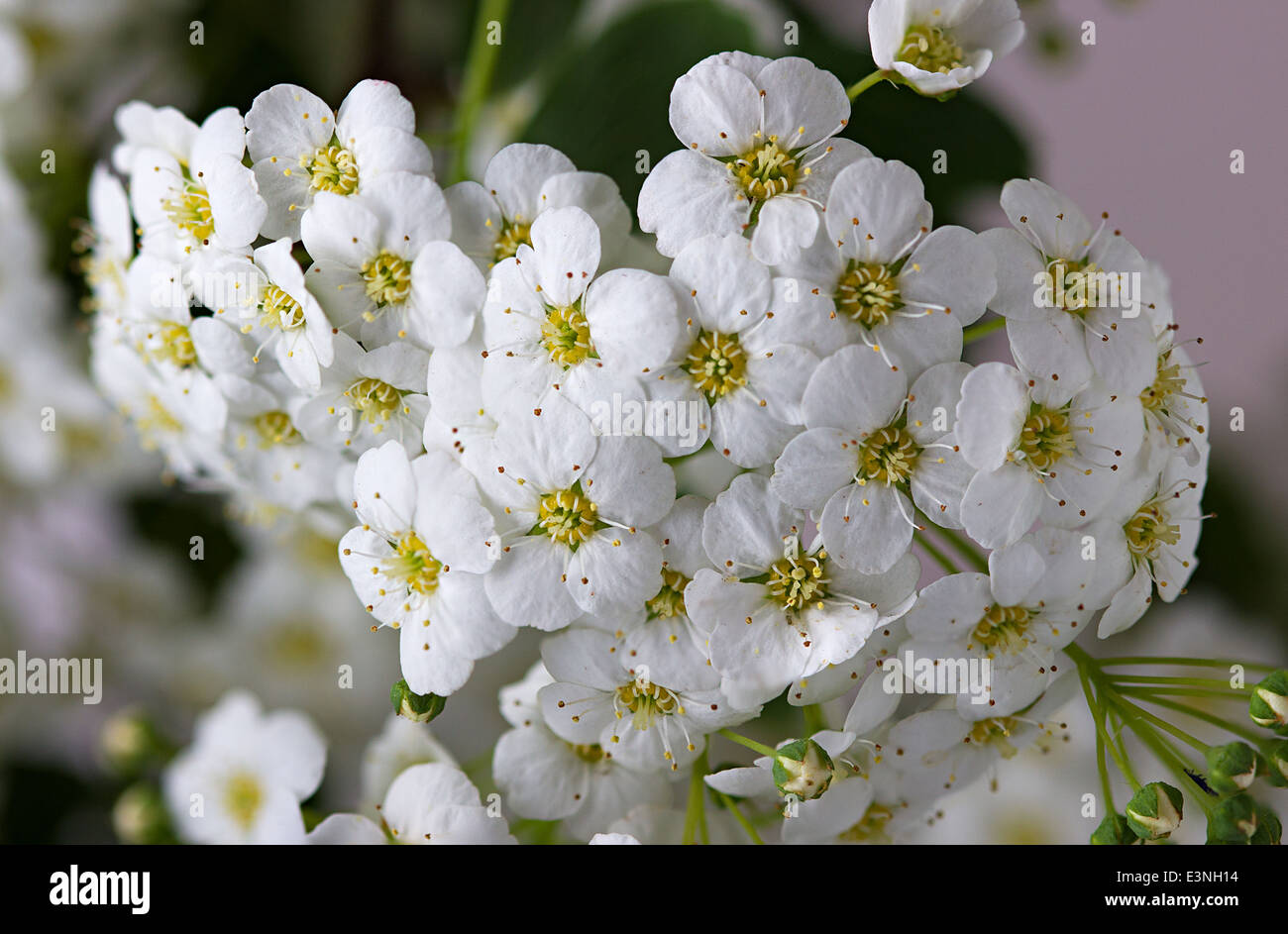 branch with flowers Stock Photo - Alamy