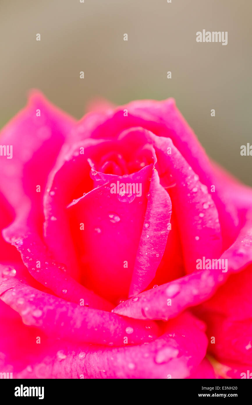 Blooming roses in small rose garden Stock Photo - Alamy