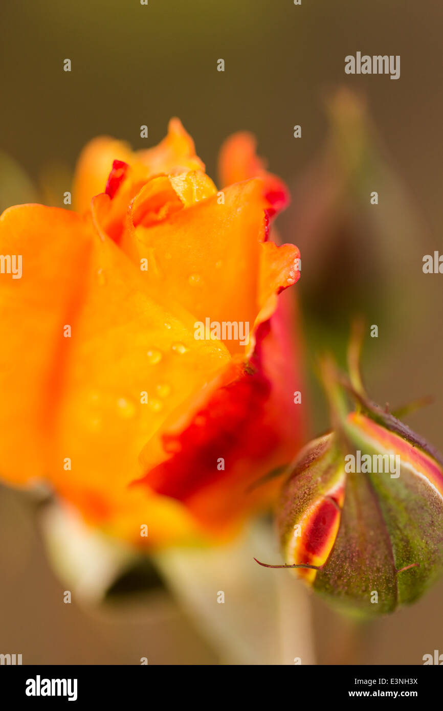 Blooming roses in small rose garden Stock Photo - Alamy