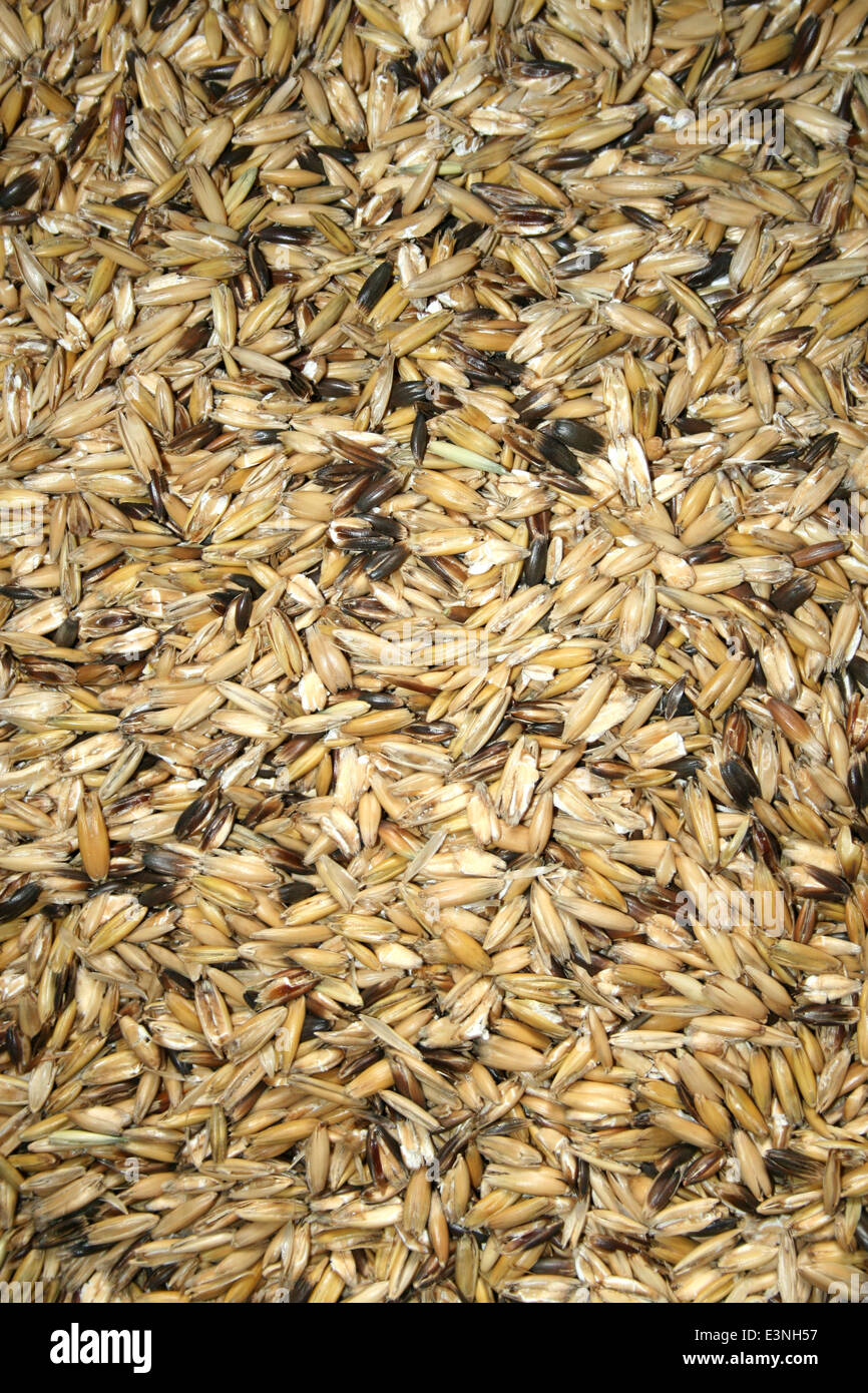 Hafer hi-res stock photography and images - Alamy