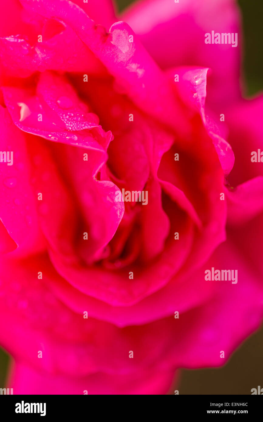 Blooming roses in small rose garden Stock Photo - Alamy