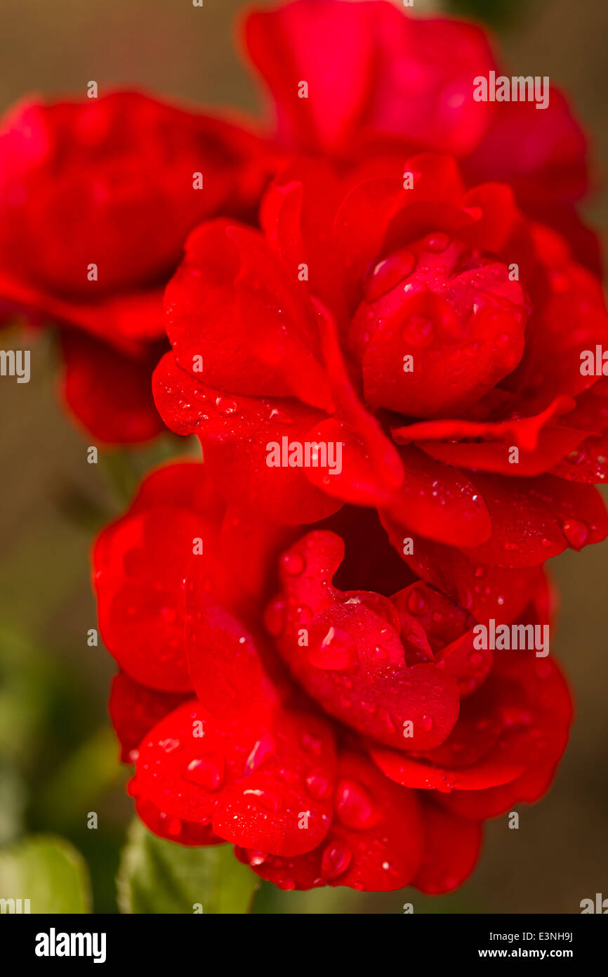 Blooming roses in small rose garden Stock Photo - Alamy