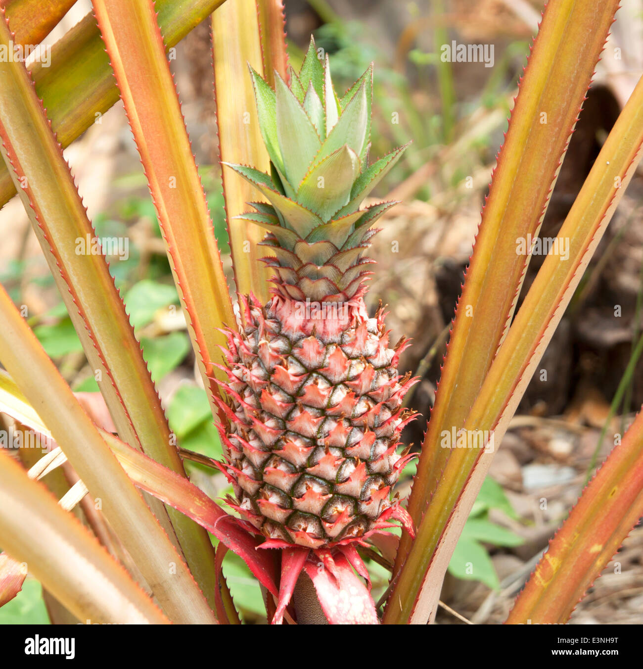 Pineapple farm thailand hi-res stock photography and images - Alamy