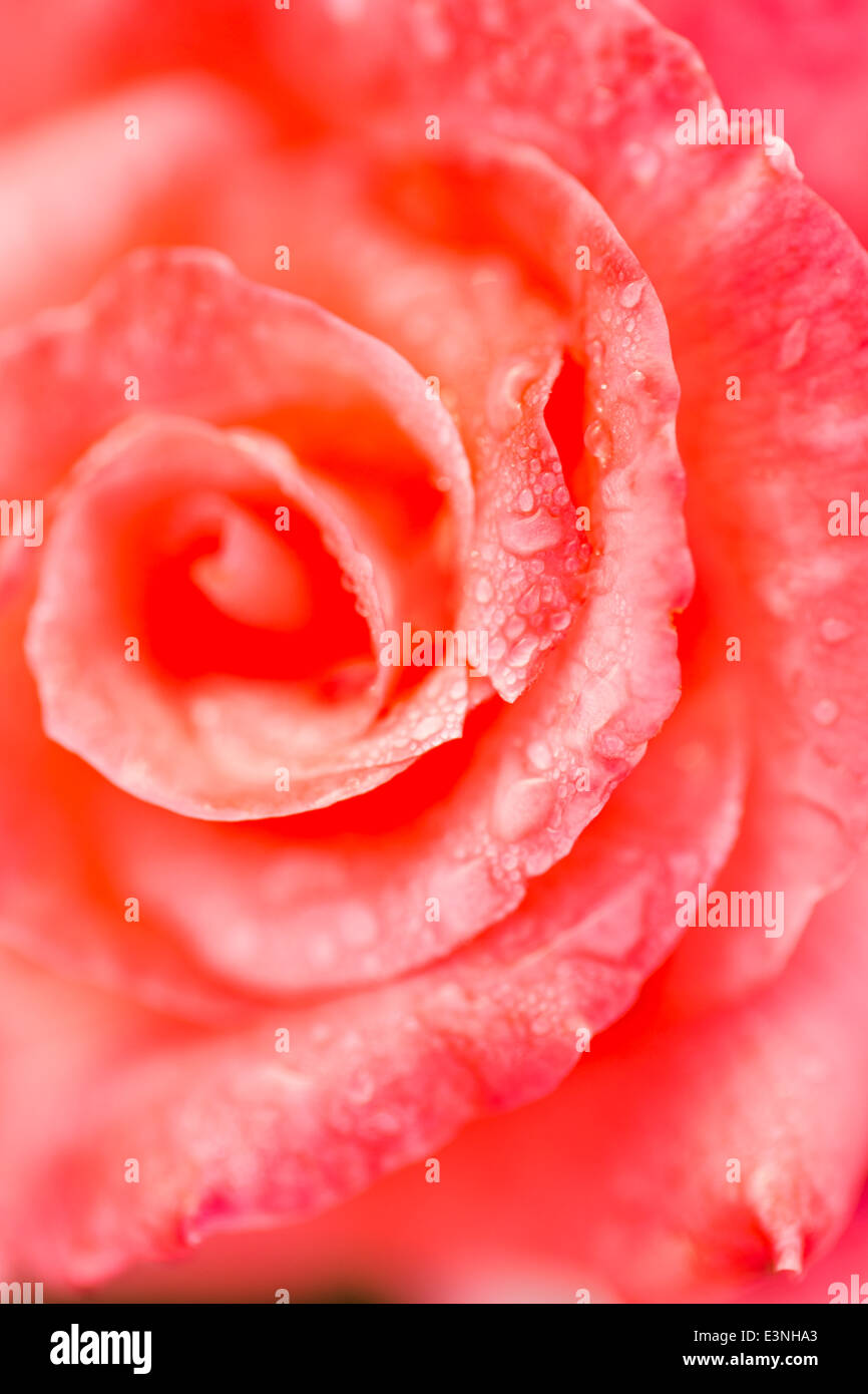 Blooming roses in small rose garden Stock Photo - Alamy