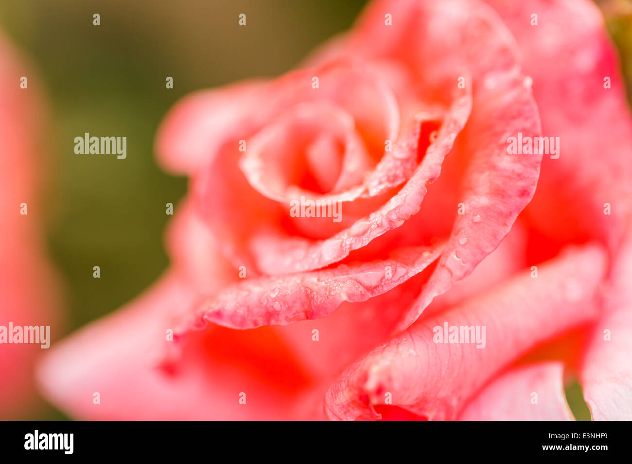Blooming roses in small rose garden Stock Photo - Alamy