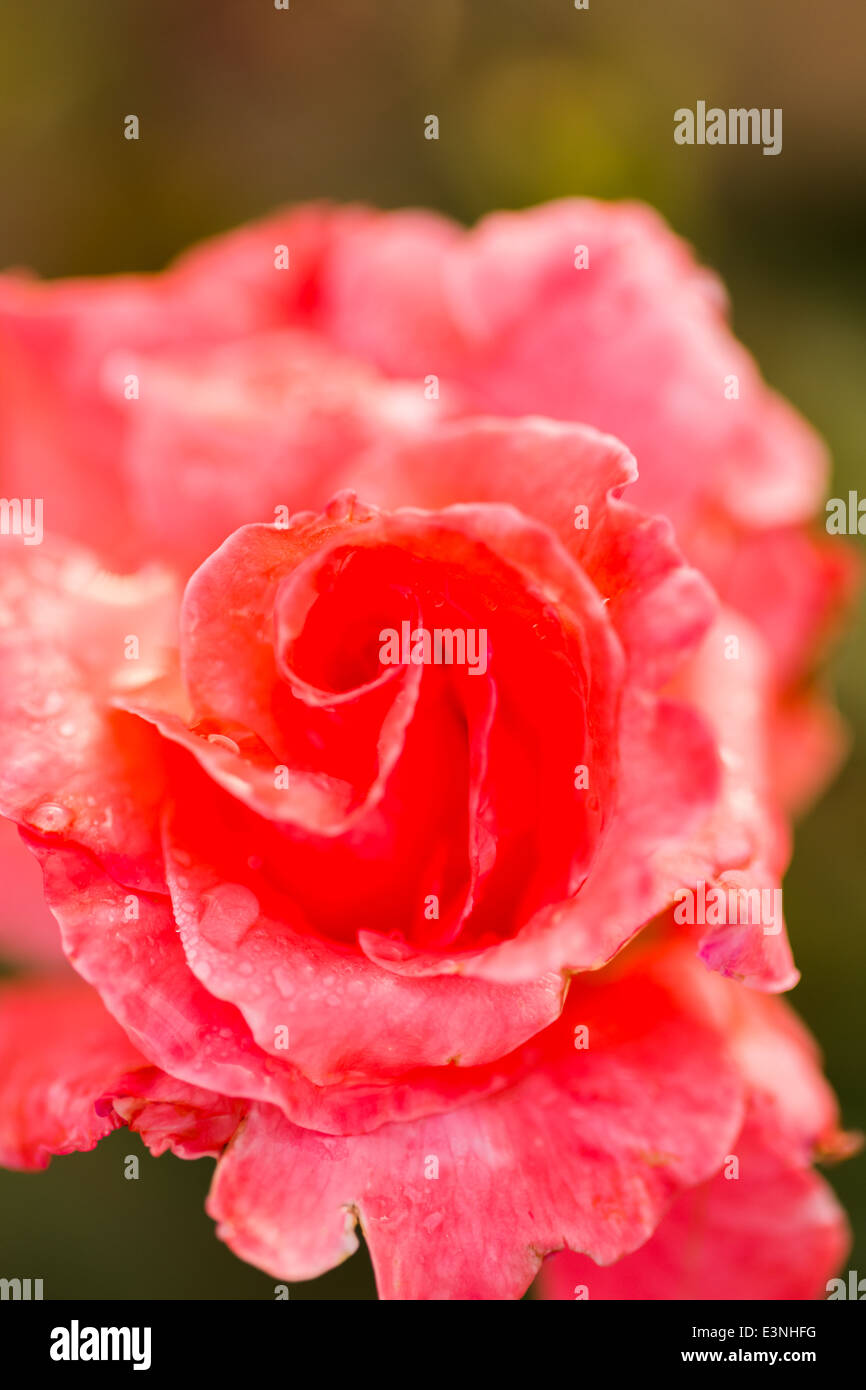 Blooming roses in small rose garden Stock Photo - Alamy