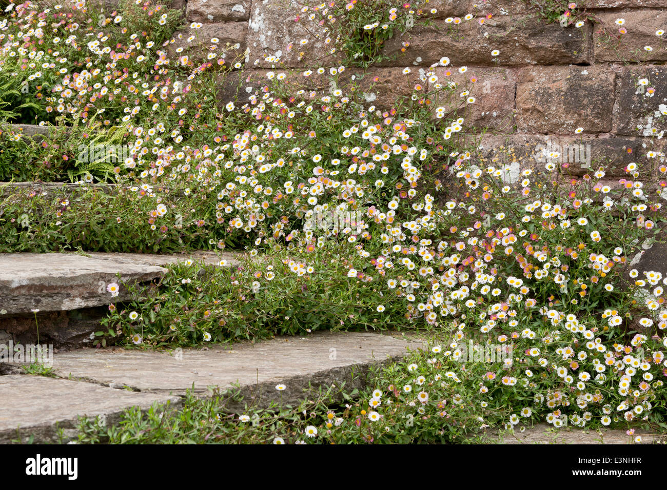 Colourful / colorful daisies growing at edge of wall and stone steps ...