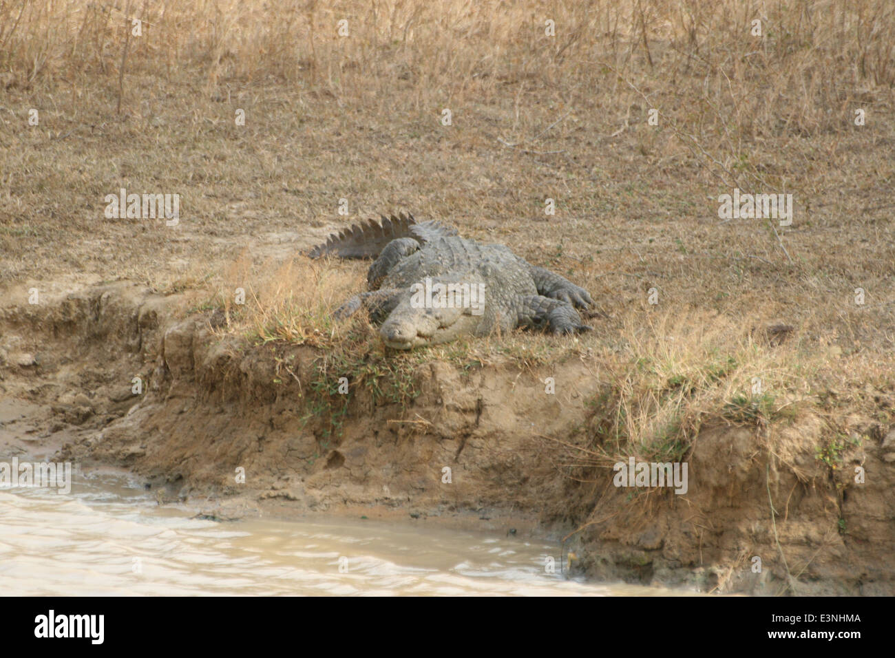 Kaimane hi-res stock photography and images - Alamy