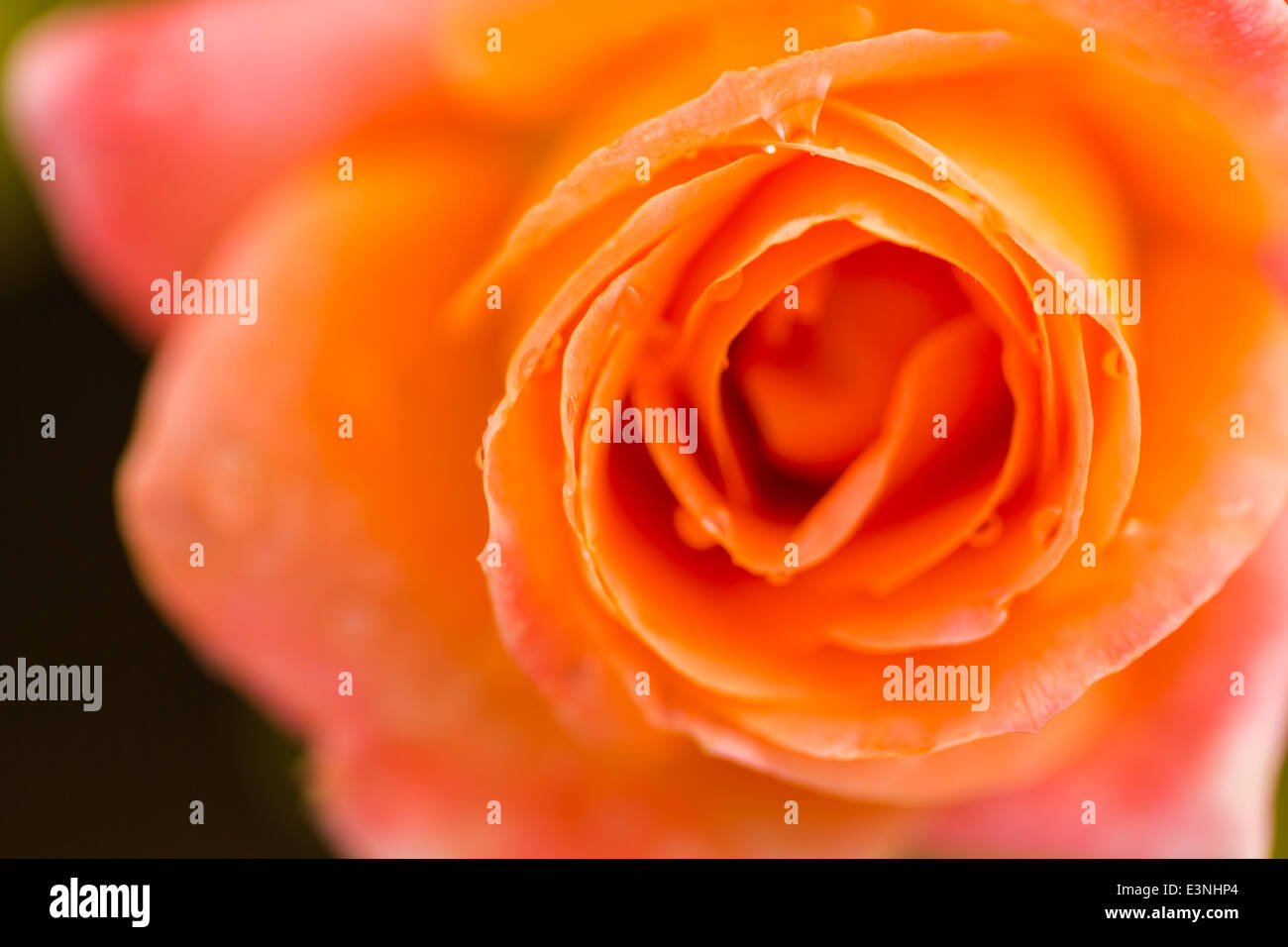 Blooming roses in small rose garden Stock Photo - Alamy
