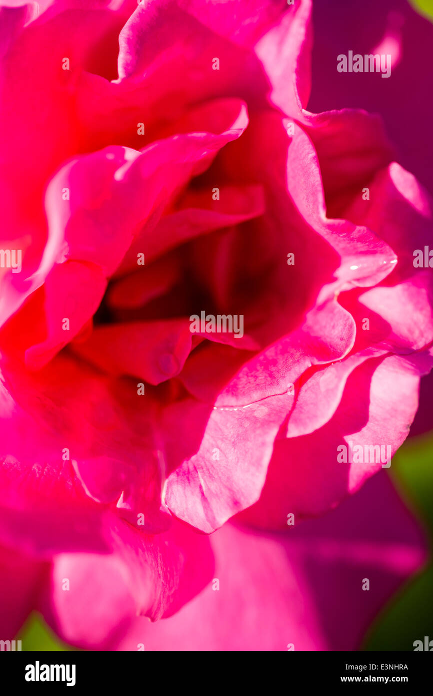 Blooming roses in small rose garden Stock Photo - Alamy