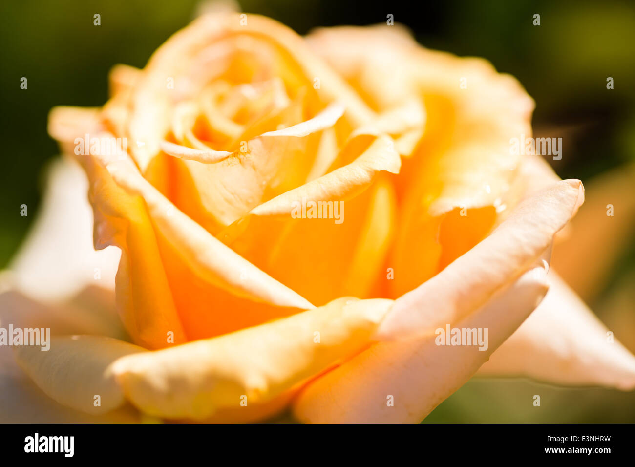 Blooming roses in small rose garden Stock Photo - Alamy